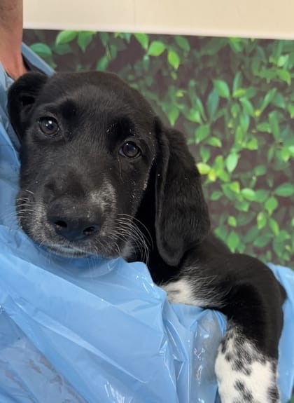 Adopt Derrick Today - Pets TheCountyOffice