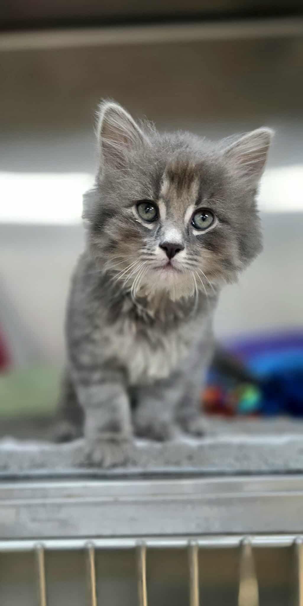 Adopt Tyke Today - Pets TheCountyOffice