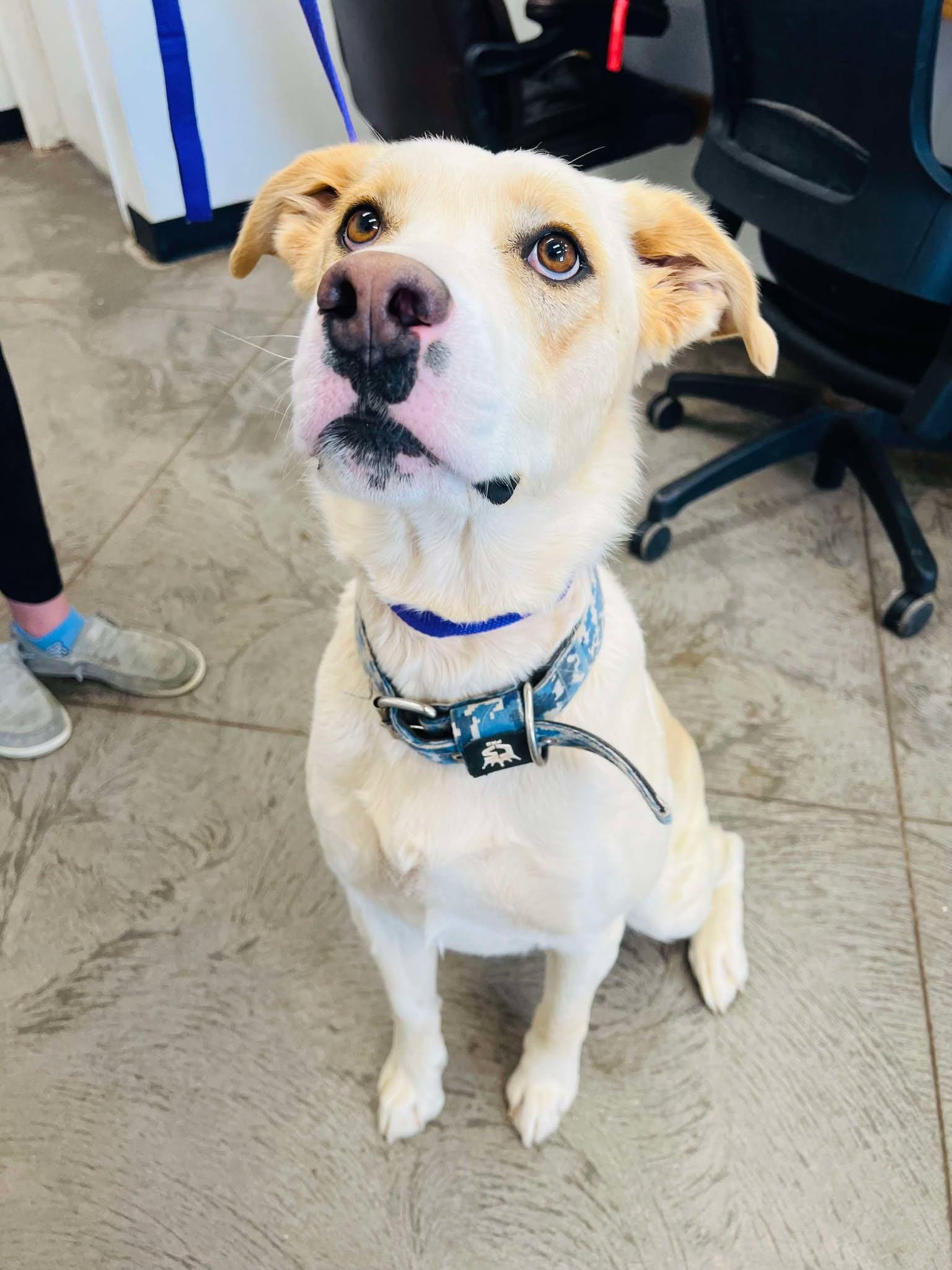 Adopt Phantom Today - Pets TheCountyOffice