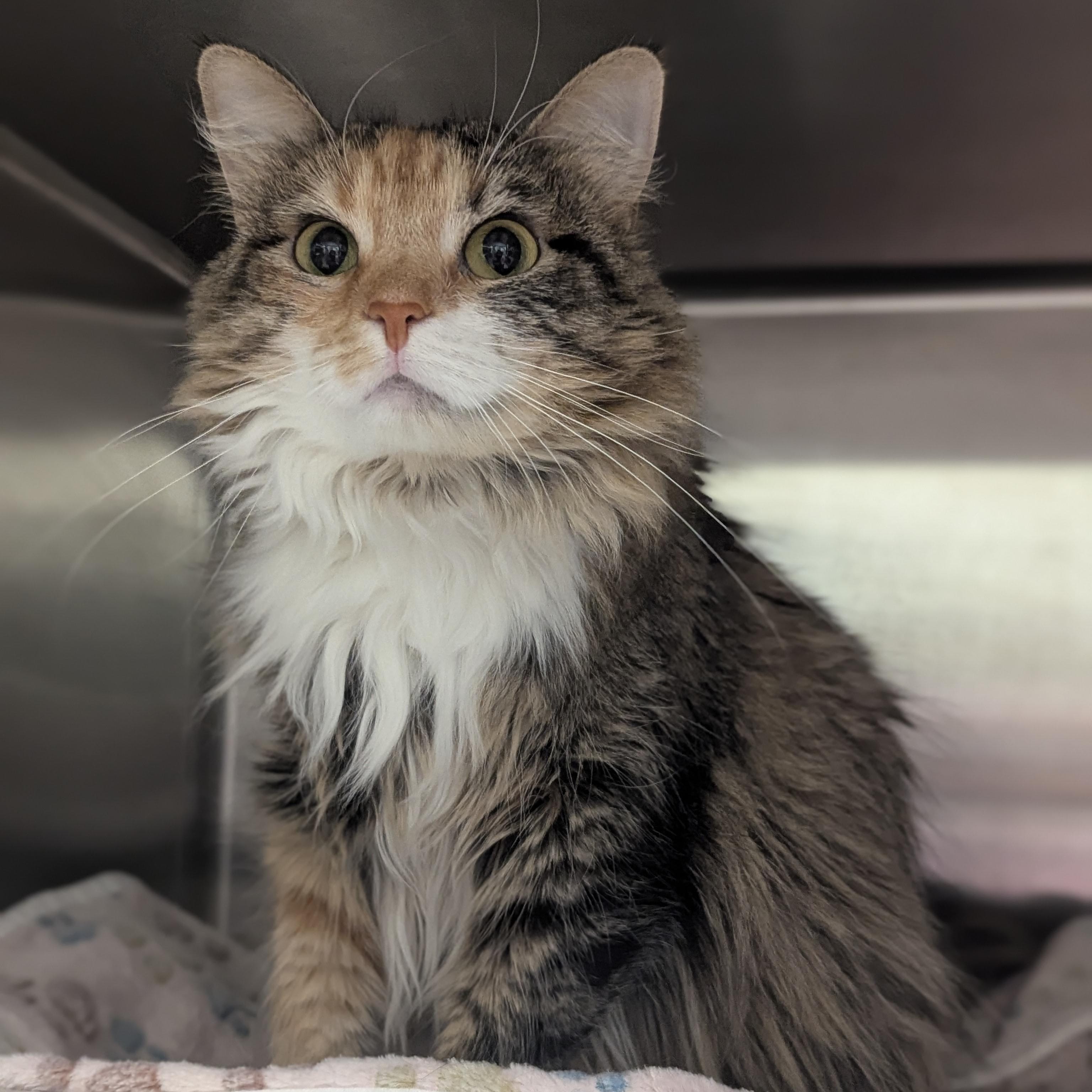 Adopt Willow Today - Find Paw Pal