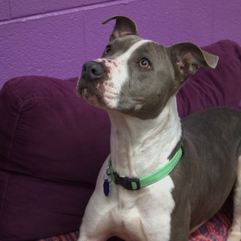 Adopt Baker Today - Pets TheCountyOffice