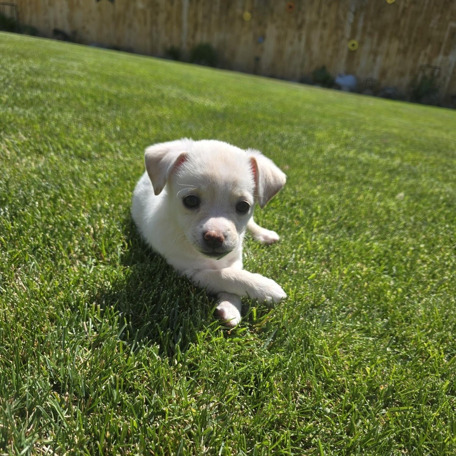 Adopt Ivy Today - Pets TheCountyOffice