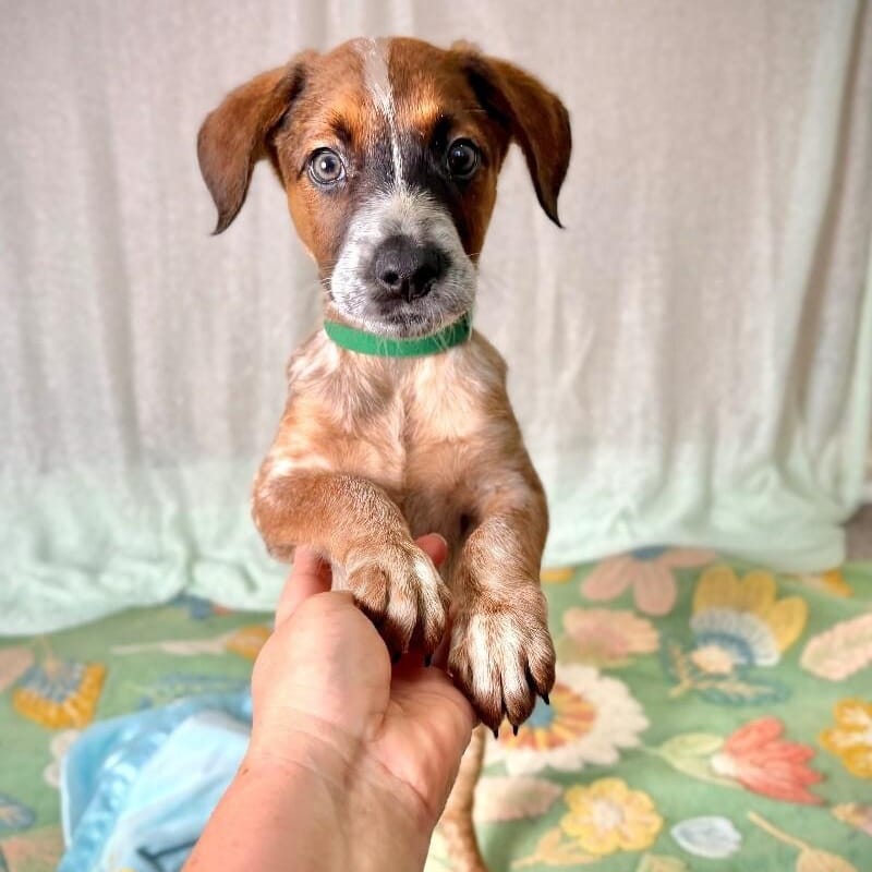 Adopt Buster Brown Today - Find Paw Pal