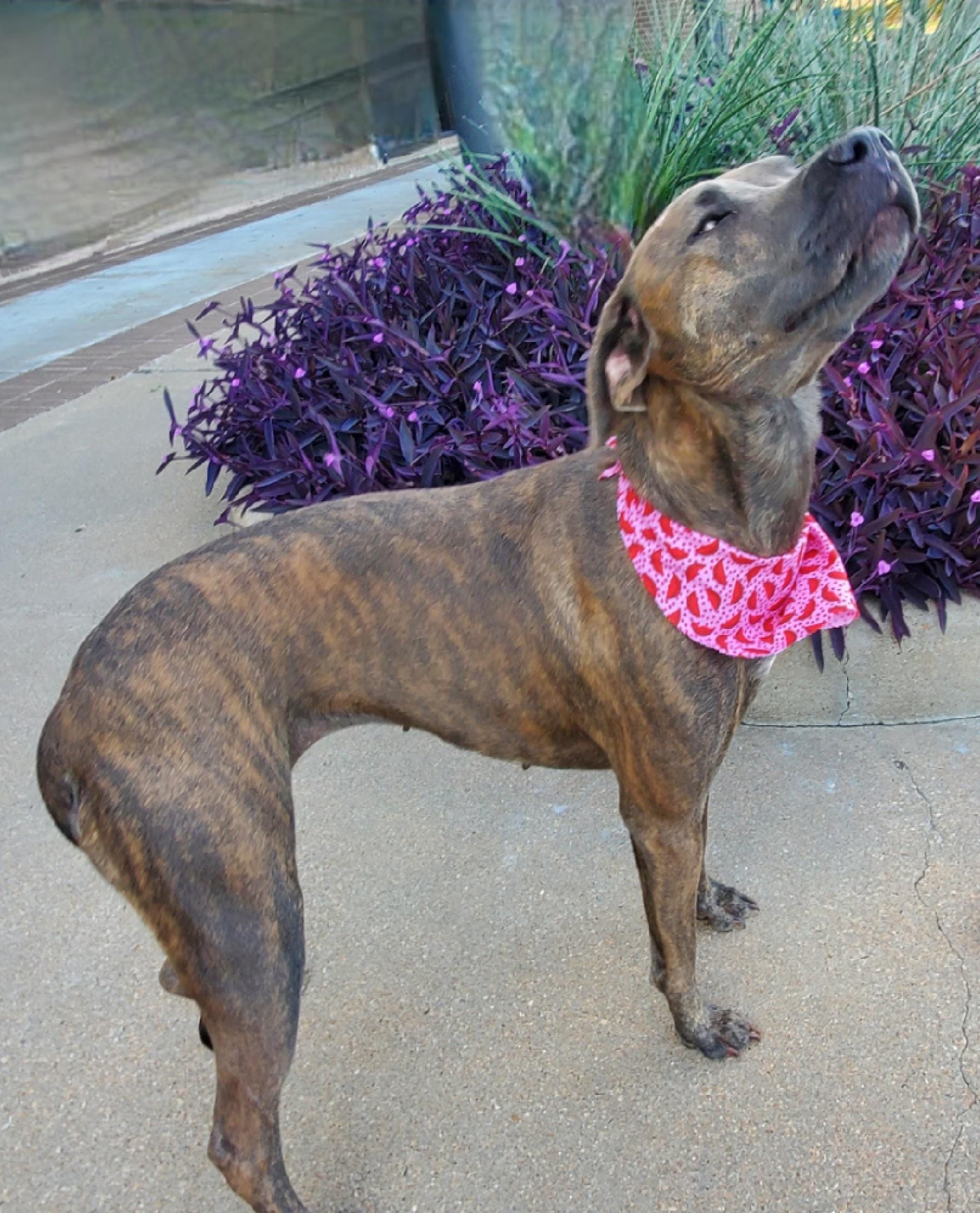 Adopt SERENA - LOVE BUG! Today - Find Paw Pal