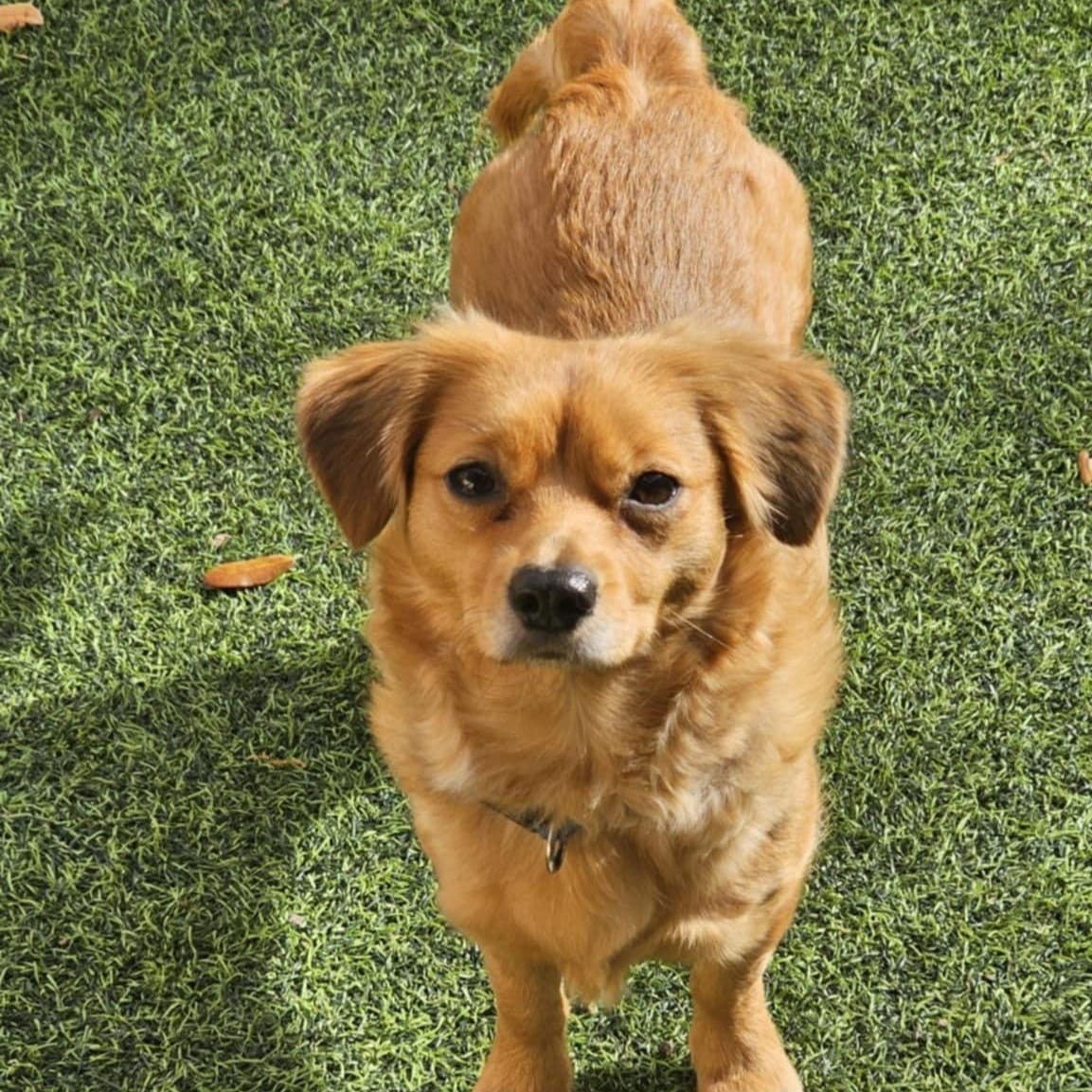 Adopt COCO Today - Pets TheCountyOffice