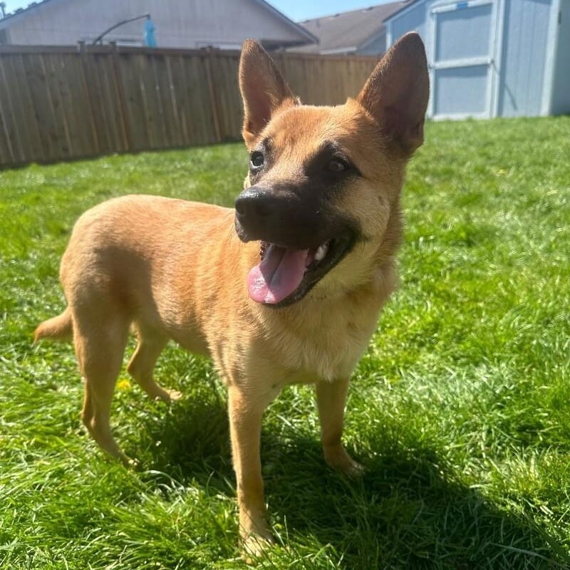 Adopt Mariah Carey Today - Find Paw Pal