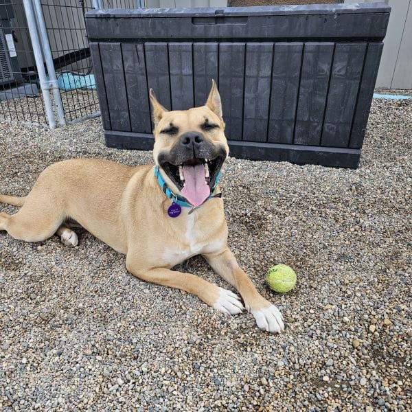 4 Luv of Dog Rescue in Fargo, ND - Find Paw Pal