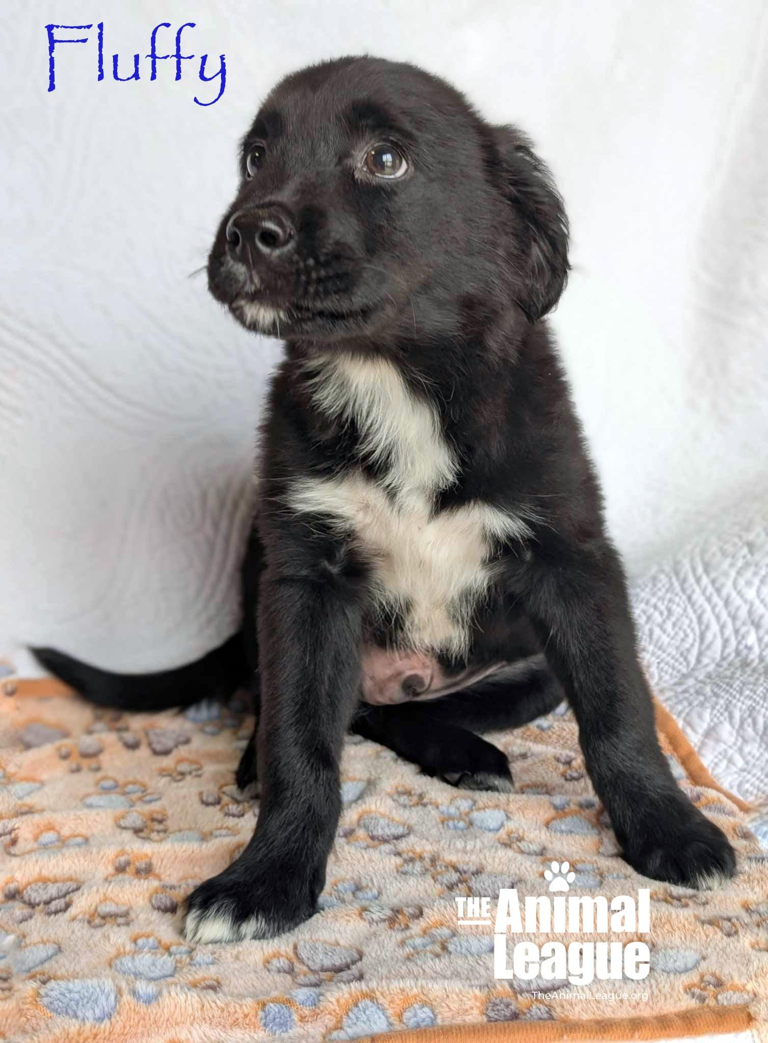 Adopt Fluffy Today - Find Paw Pal