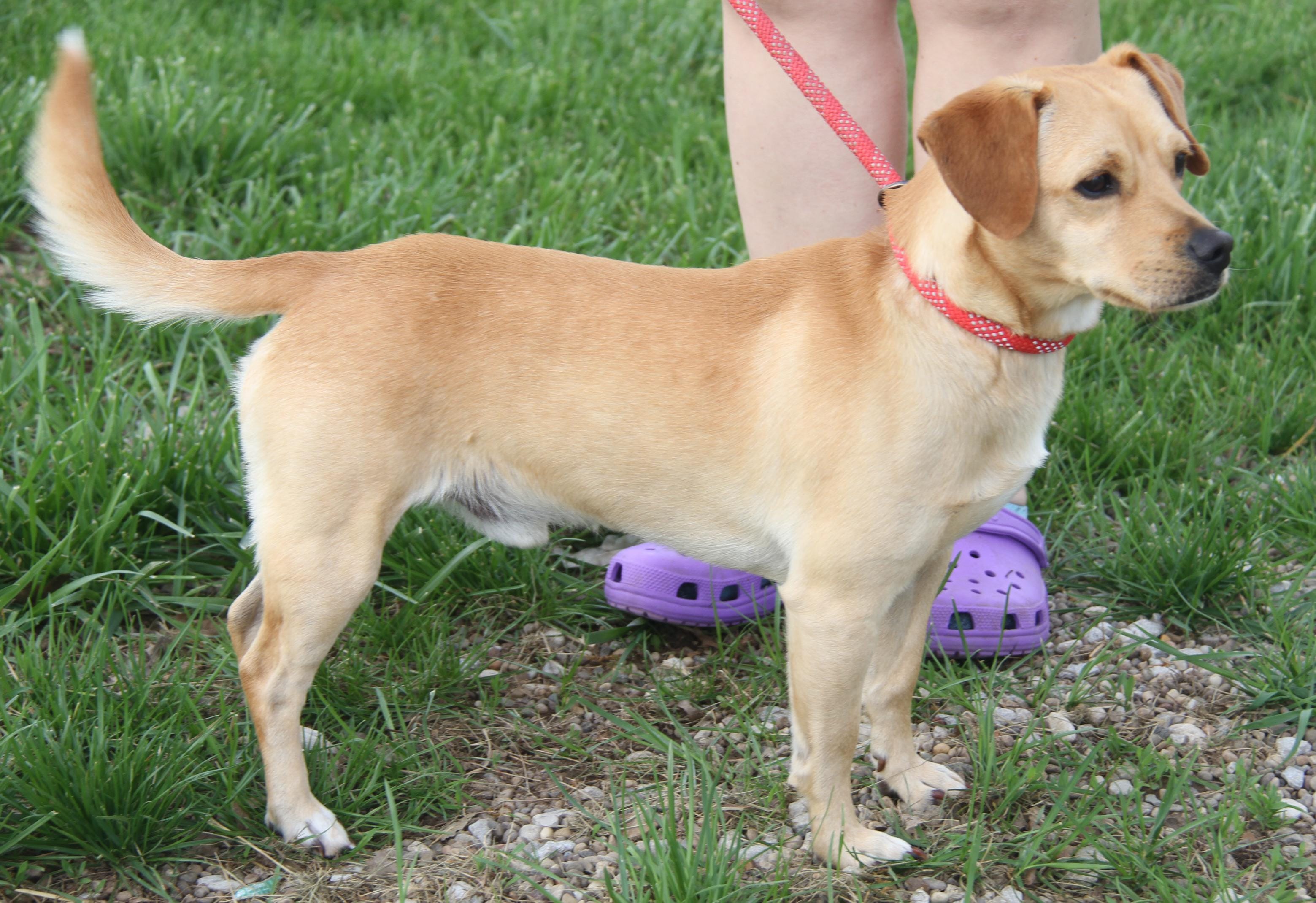 Adopt Newt Today - Pets TheCountyOffice