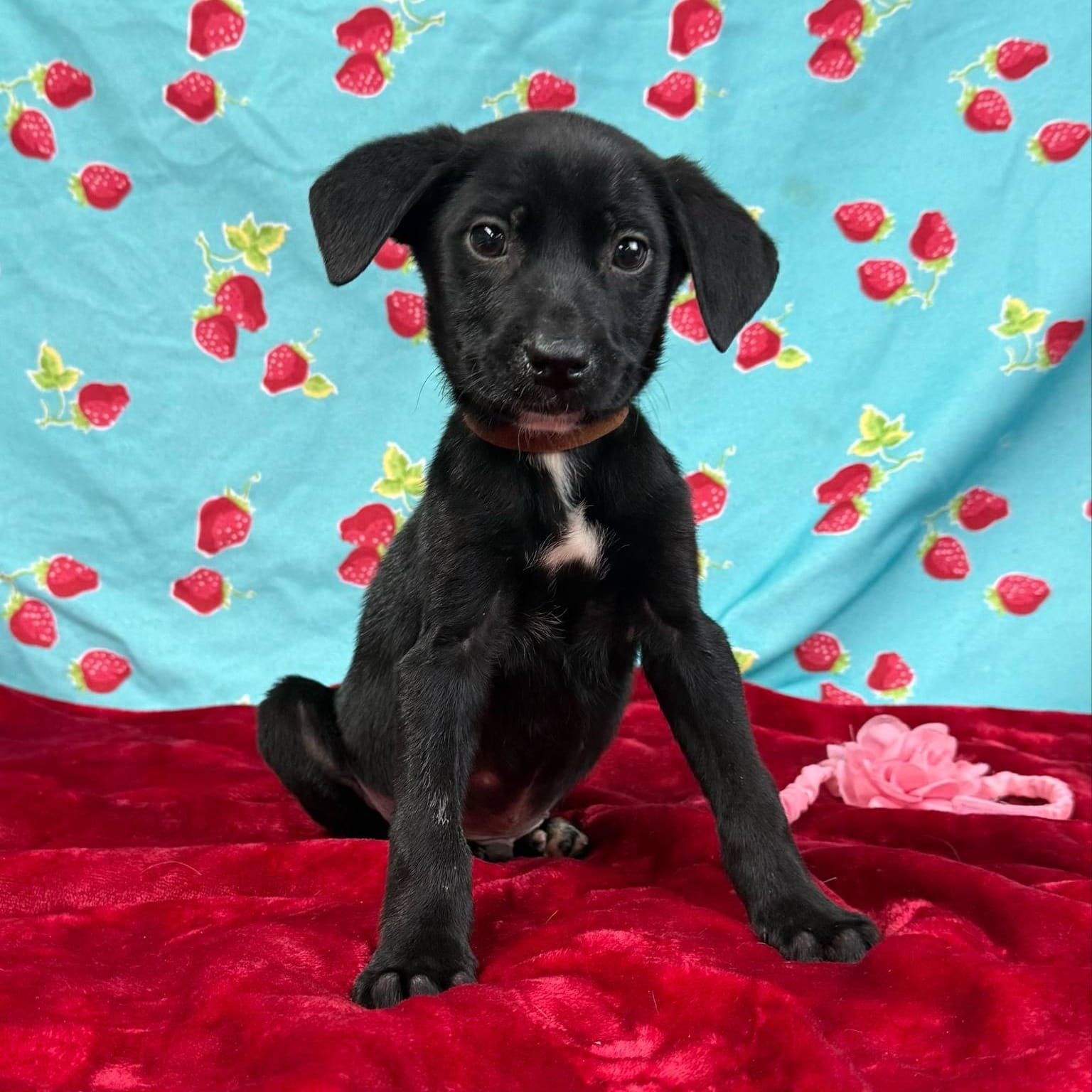 Adopt Scottie the mixed breed puppy Today - Find Paw Pal