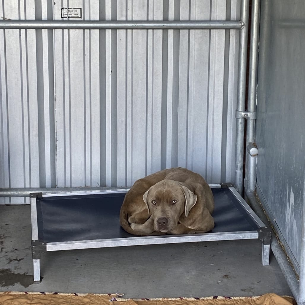 Adopt MARTIN Today - Pets TheCountyOffice