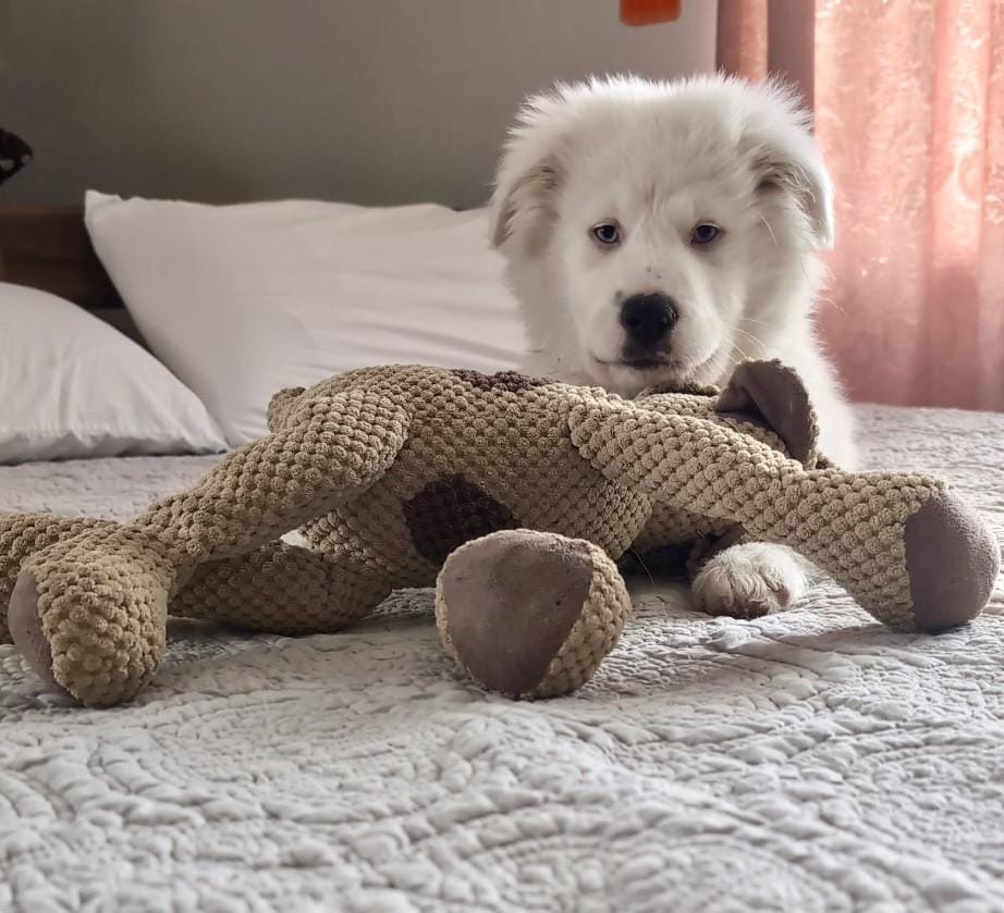 Adopt Poppy Today - Find Paw Pal