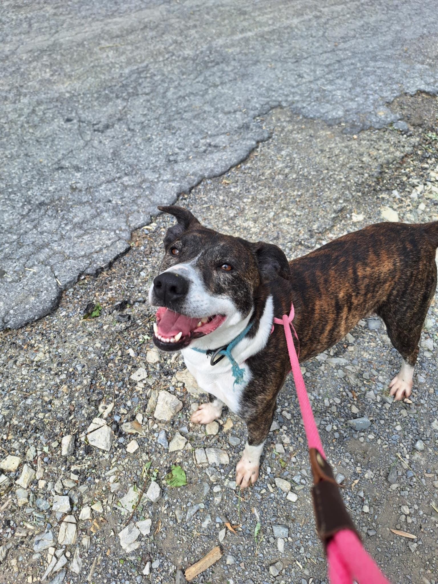 Adopt Hazel Today - Find Paw Pal
