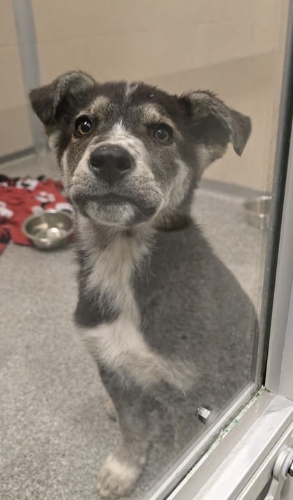 Adopt Chicken Patty Today - Pets TheCountyOffice