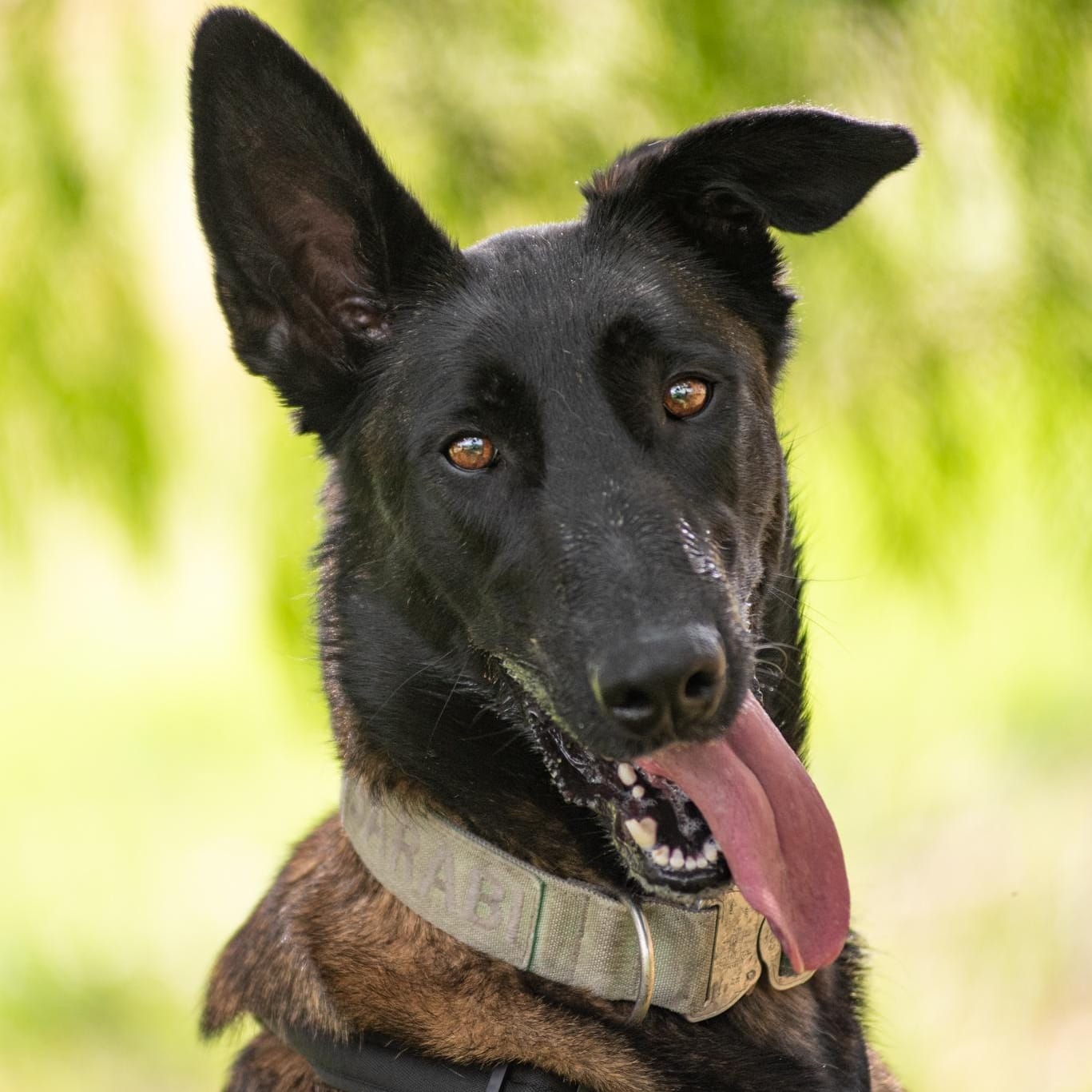 Adopt Sarabi Today - Find Paw Pal