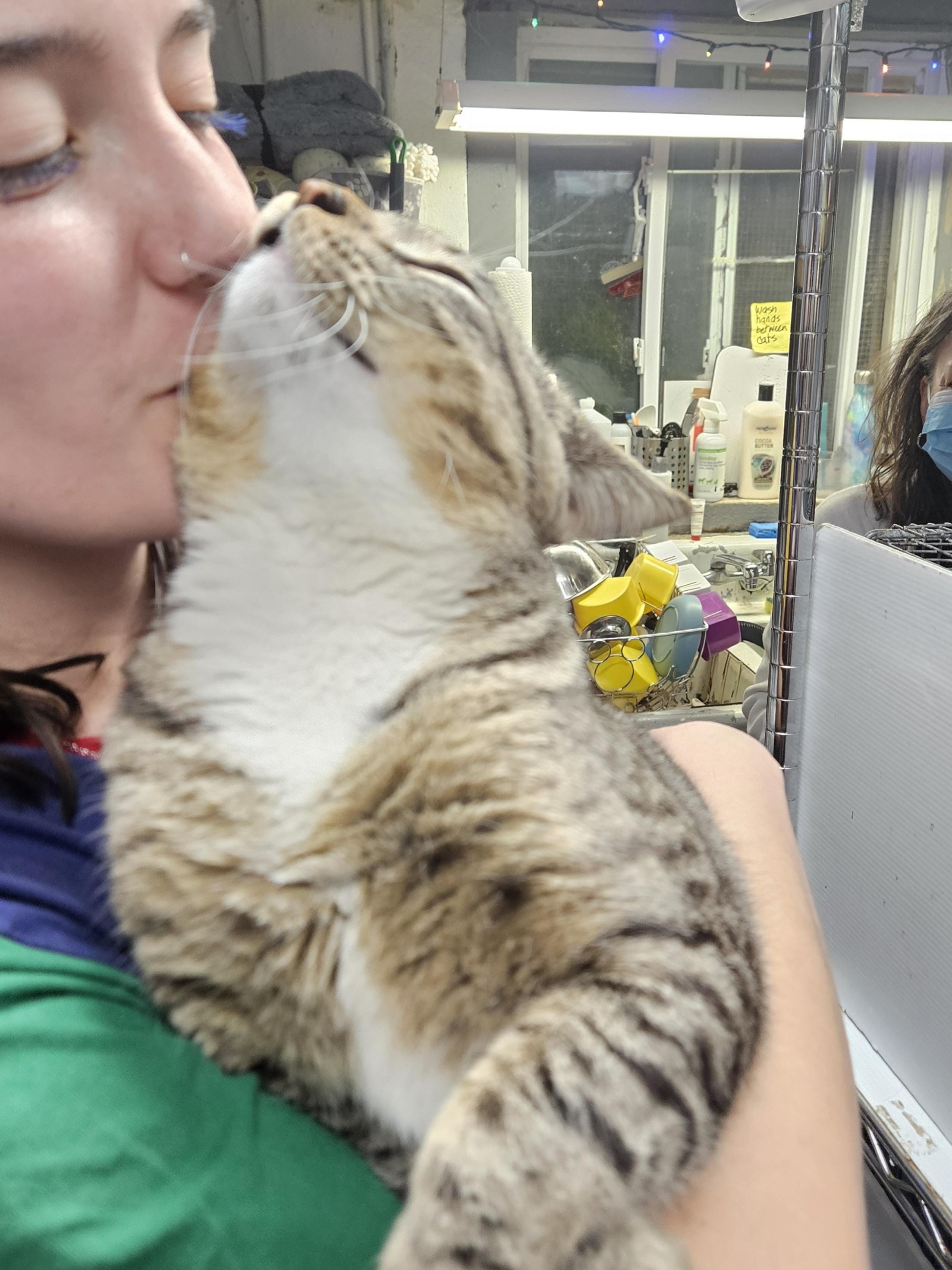 Adopt Meet CLYDE N * Lap cat & Arm candy! Today - Find Paw Pal