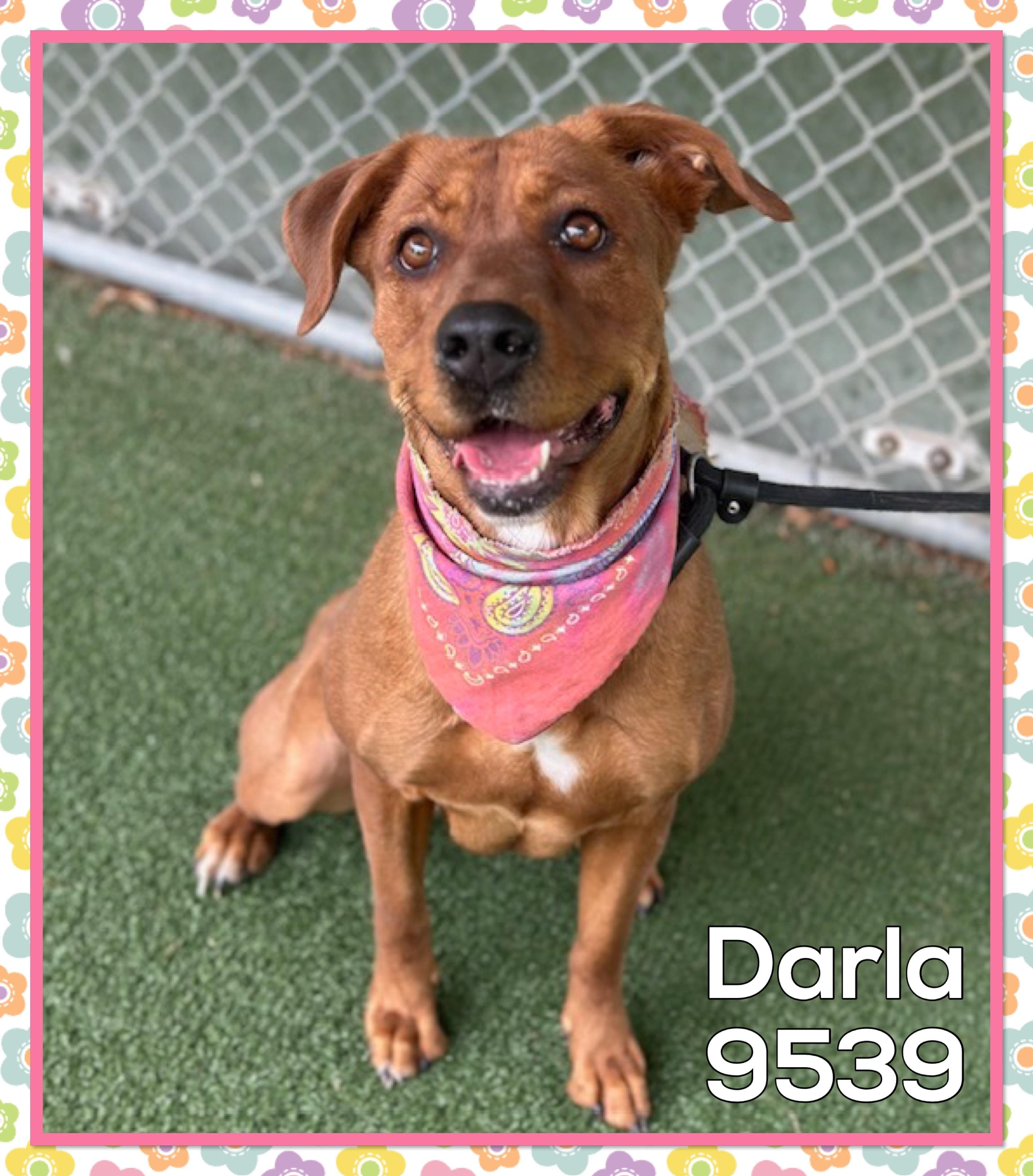Adopt DARLA Today - Find Paw Pal