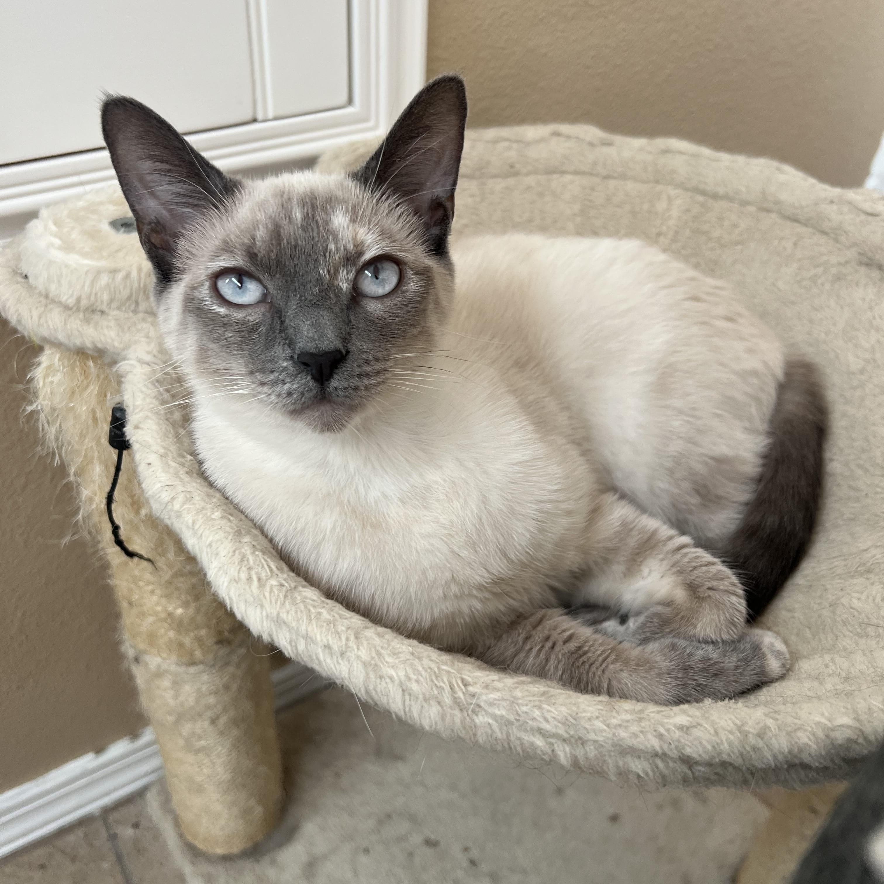 Adopt LA Beauty Today - Pets TheCountyOffice