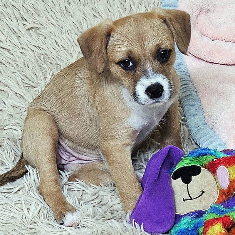 Adopt Ruby (GA) Today - Pets TheCountyOffice