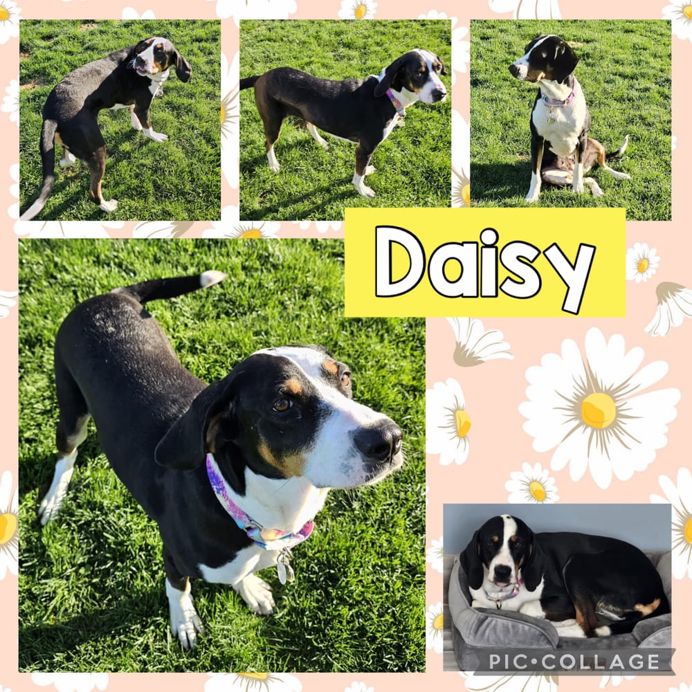 Adopt Daisy Today - Find Paw Pal
