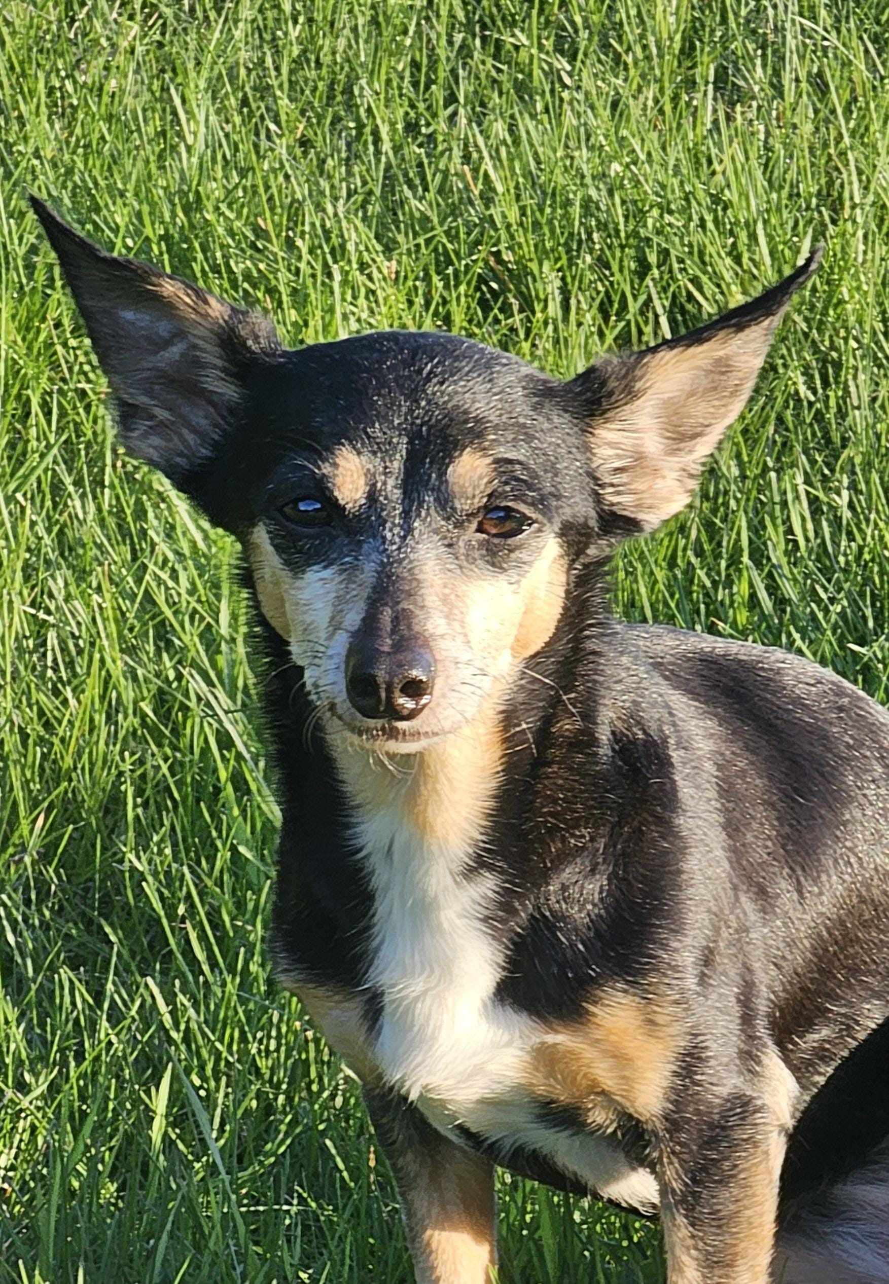 Adopt Greta Today - Find Paw Pal
