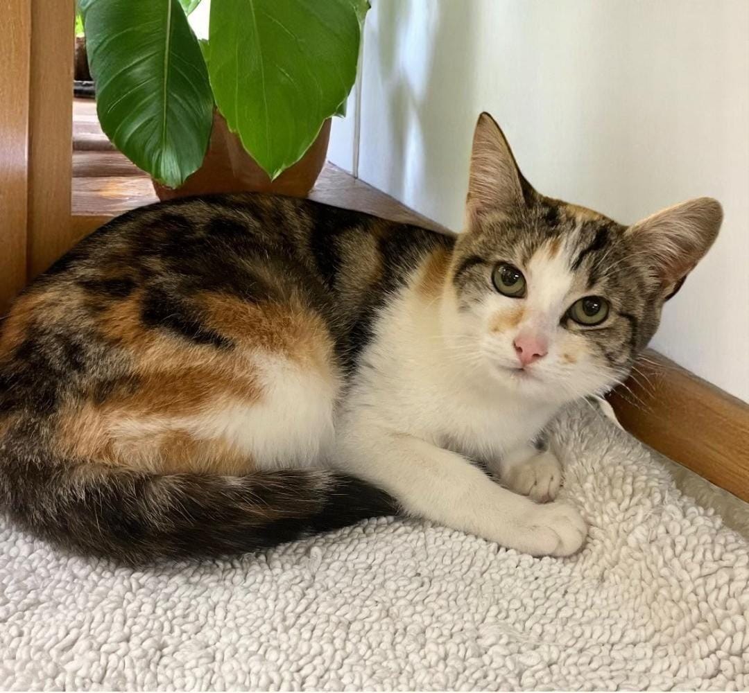 Adopt Penelope-I'm a Caliby (Calico/Tabby)!! Today - Find Paw Pal