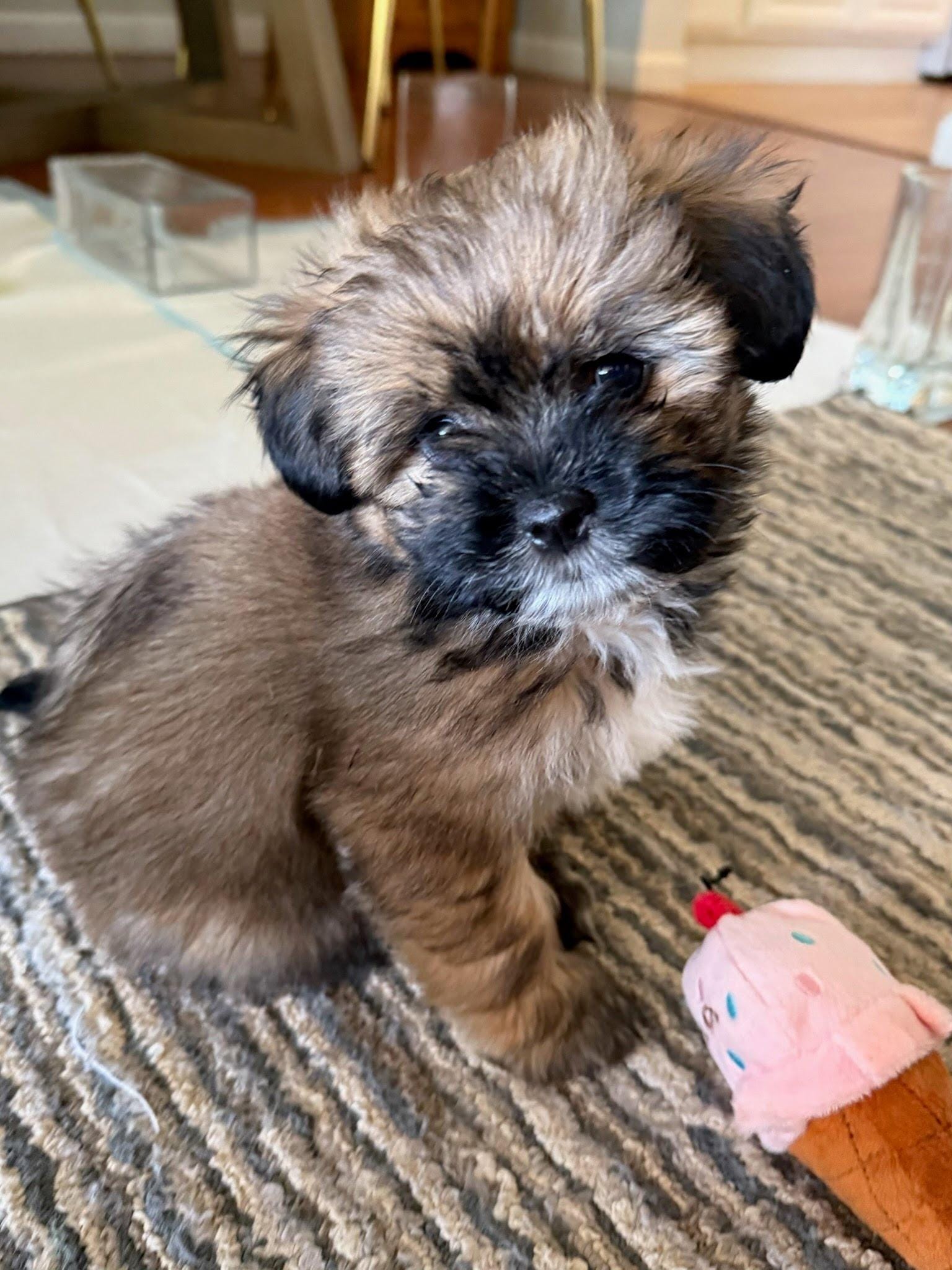 Adopt Chewie Today - Find Paw Pal
