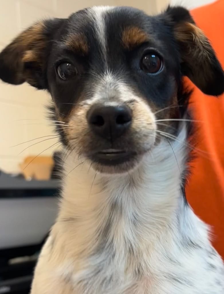 Adopt BLUE IVY Today - Find Paw Pal