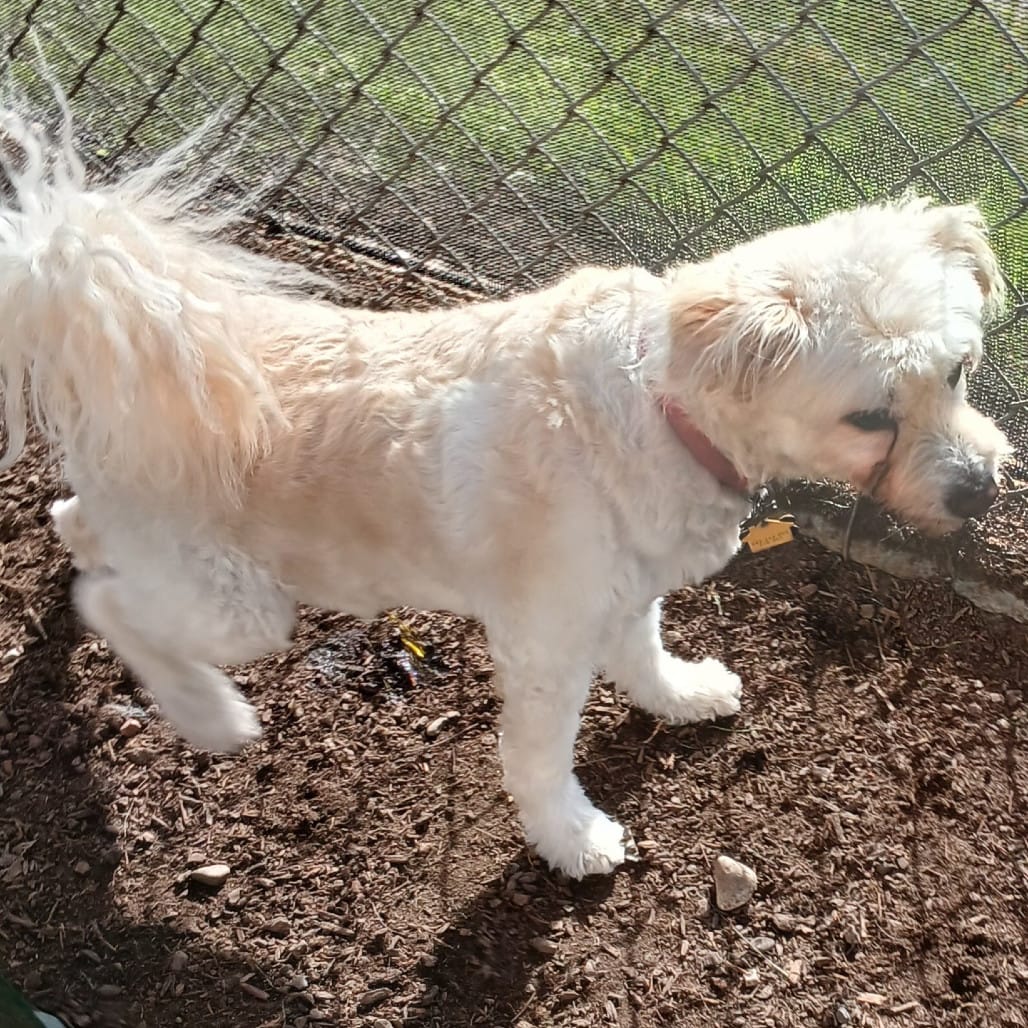 Adopt Alex Today - Pets TheCountyOffice