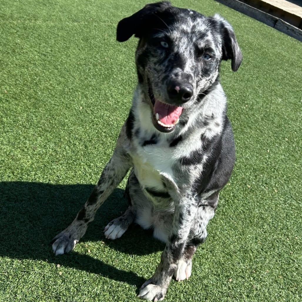 Adopt Scout Today - Pets TheCountyOffice