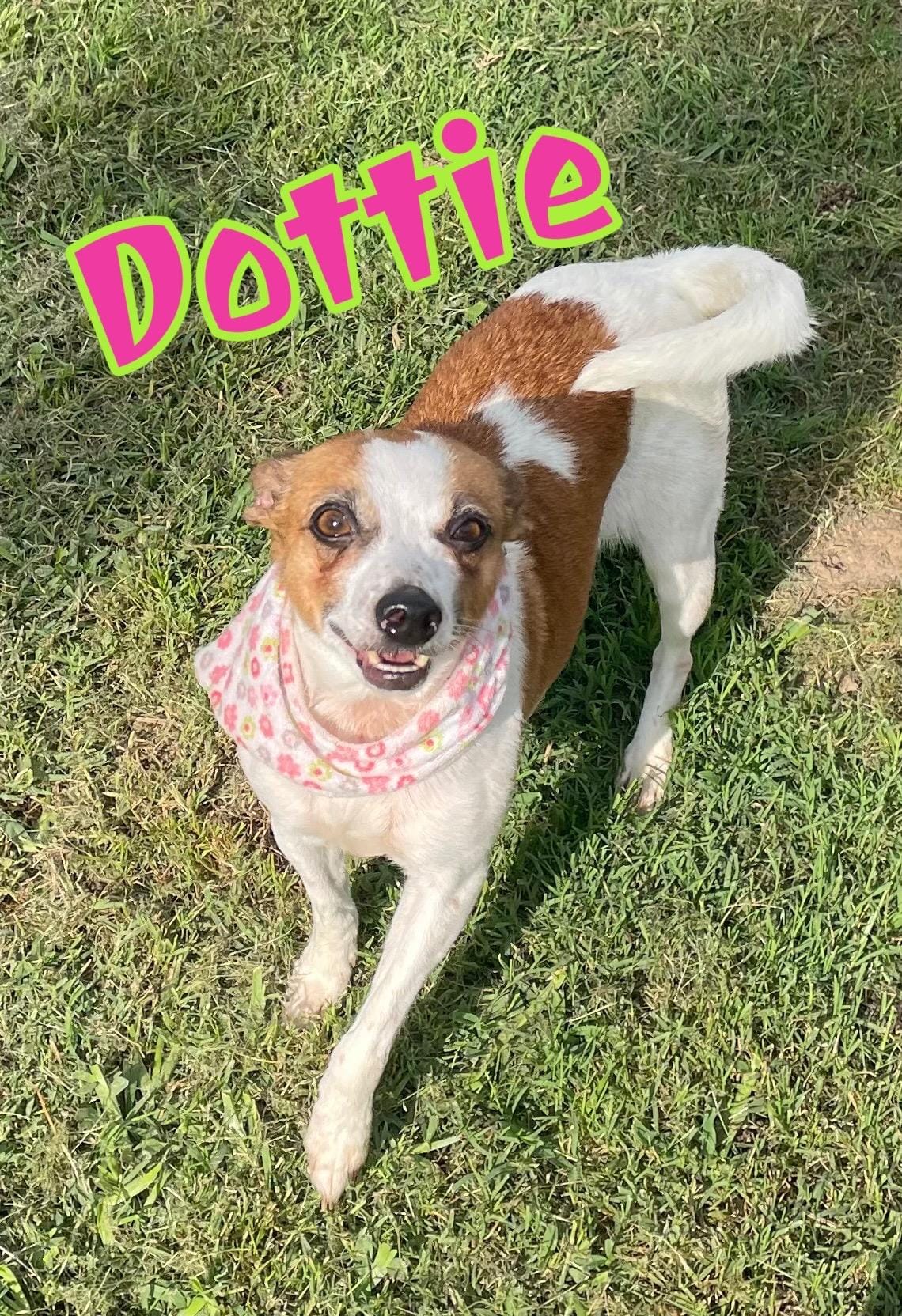Adopt Dottie in Texarkana TX Today - Find Paw Pal