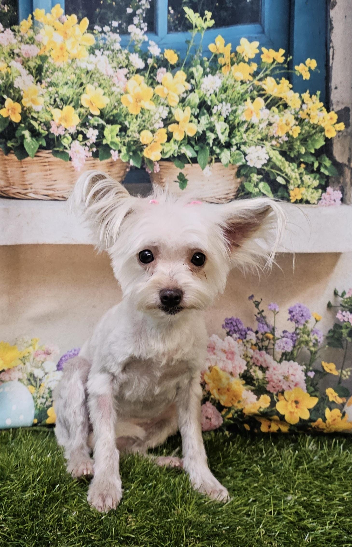 Adopt Bikini Today - Find Paw Pal