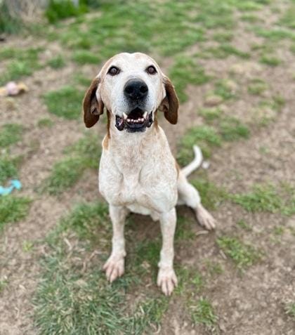 Adopt Piston 88615 Today - Pets TheCountyOffice