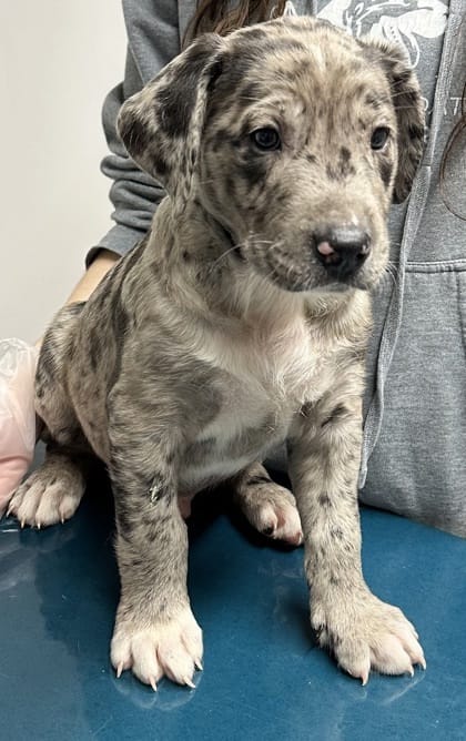 Adopt Fern Today - Pets TheCountyOffice