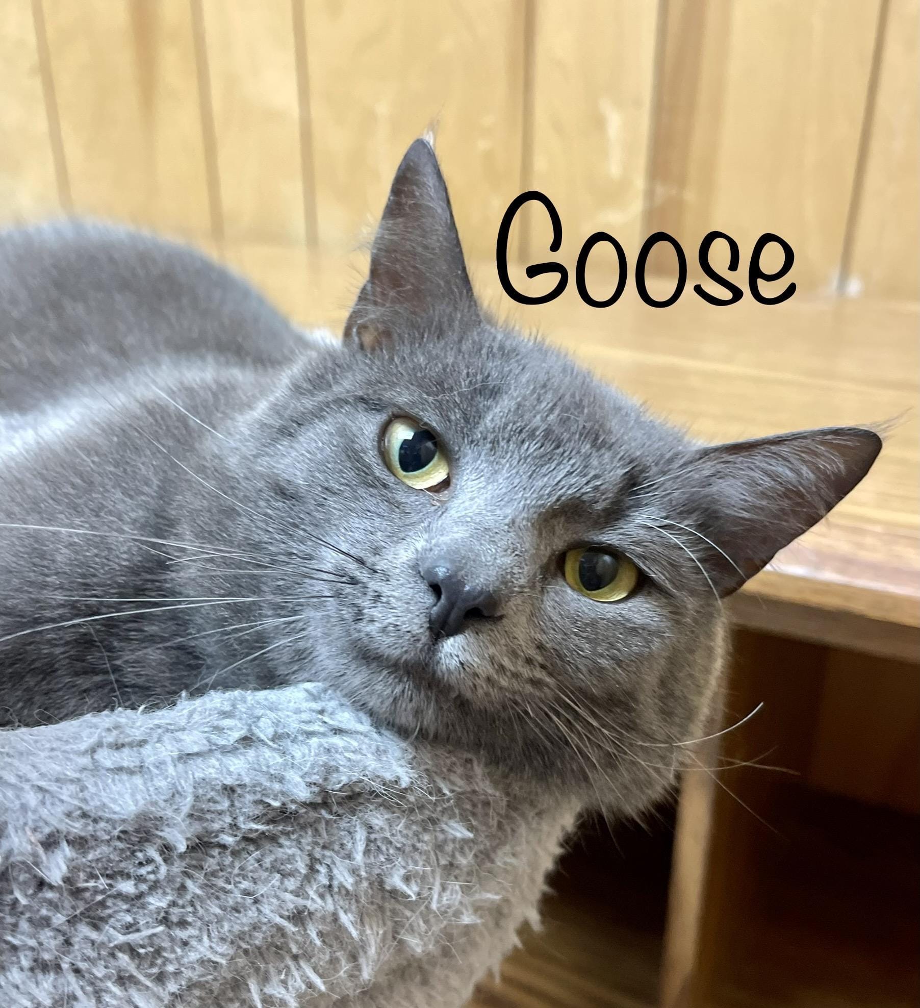 Adopt Goose Today - Pets TheCountyOffice