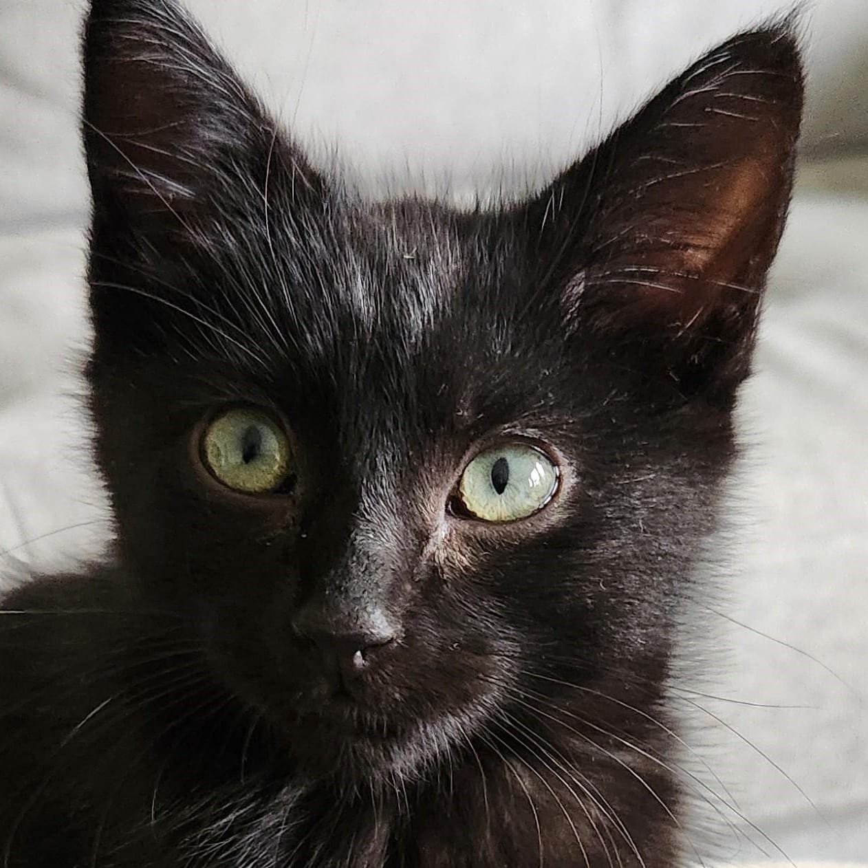 Adopt Boss Wheelios (A131614) Today - Find Paw Pal