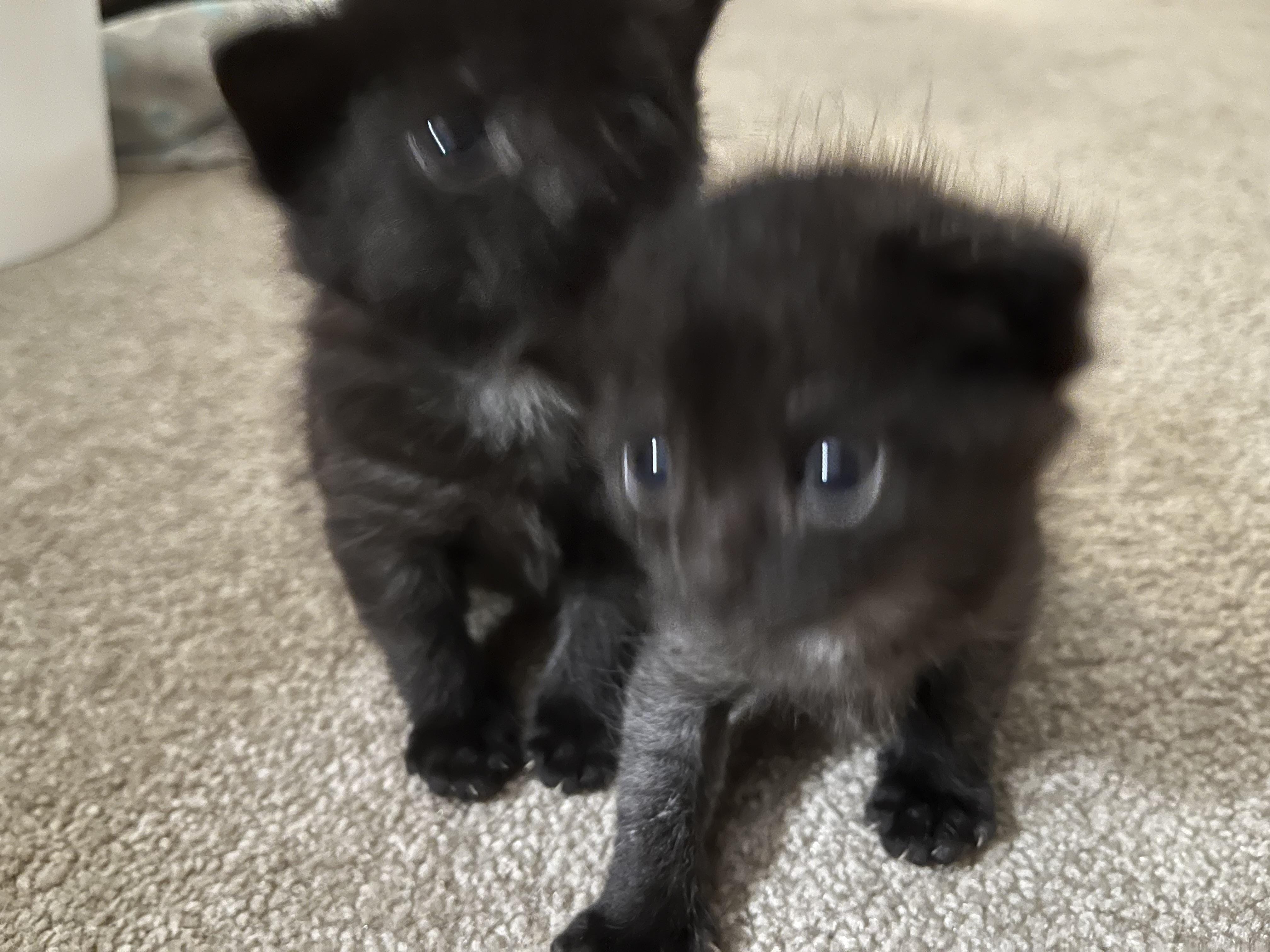 Adopt Hershey Today - Find Paw Pal