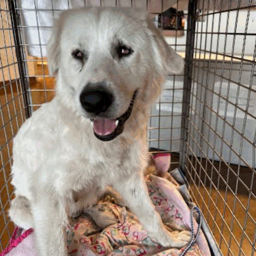 Adopt the Ideal Dog Near You - Find Paw Pal