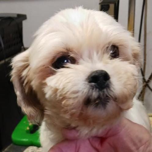 Adopt Pixie Today - Find Paw Pal