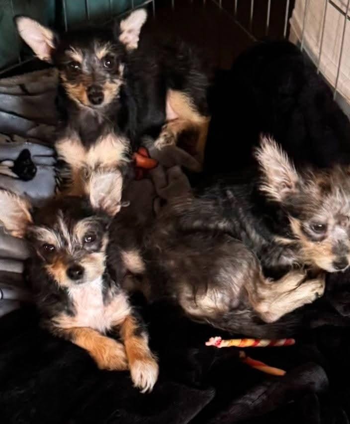 Adopt 3 Yorkie mixed Brothers Today - Pets TheCountyOffice