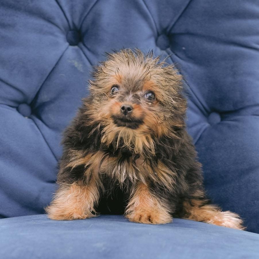 Adopt Pico De Gallo Today - Pets TheCountyOffice
