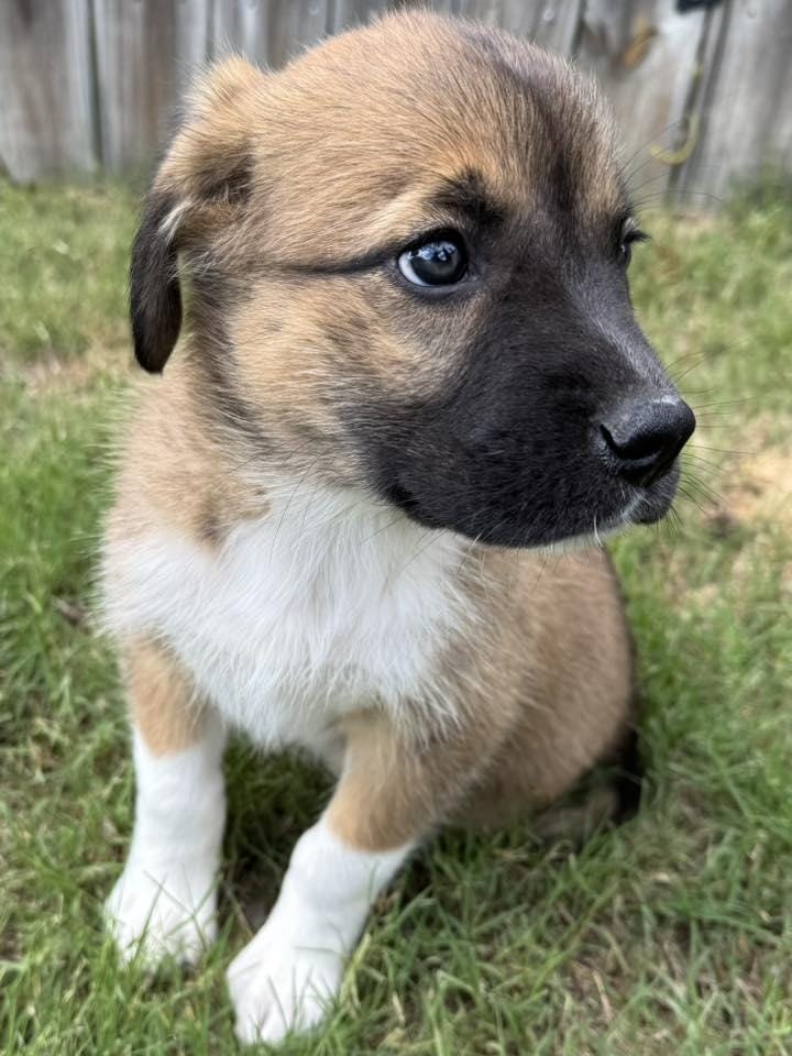 Adopt Archie Today - Pets TheCountyOffice