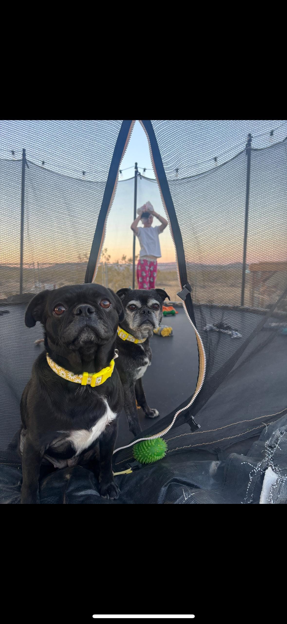 Adopt Thea & Esme Today - Pets TheCountyOffice