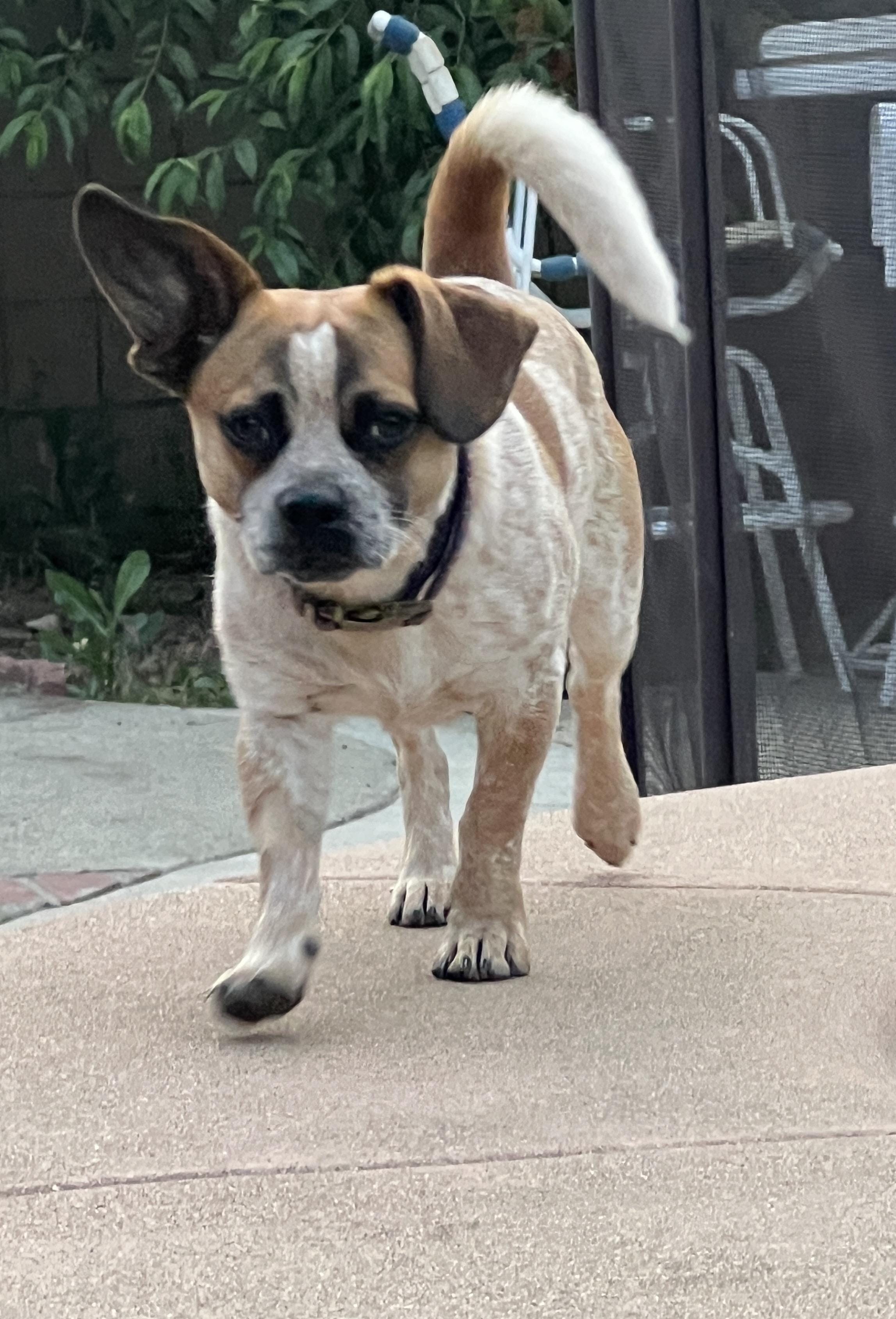 Adopt PUGSLEY Today - Find Paw Pal