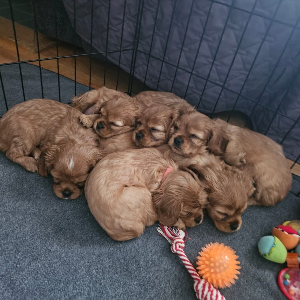 Adopt St. Pattys Day Puppies Today - Find Paw Pal