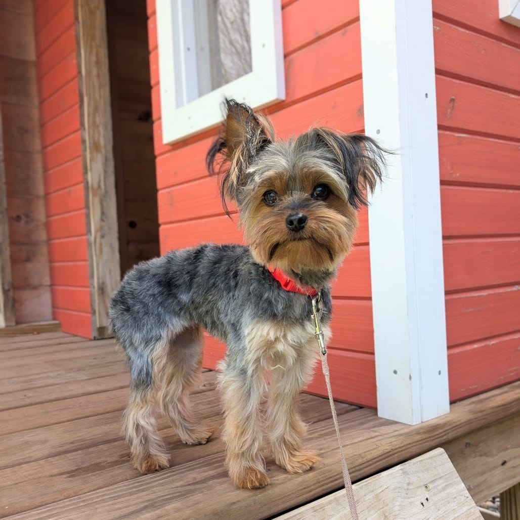 Adopt Coco Today - Pets TheCountyOffice