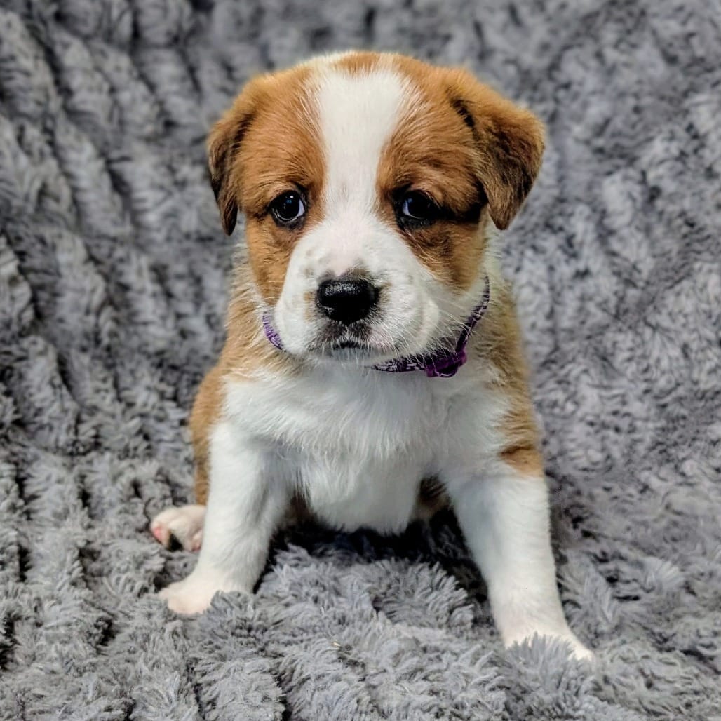 Adopt Anya Today - Find Paw Pal