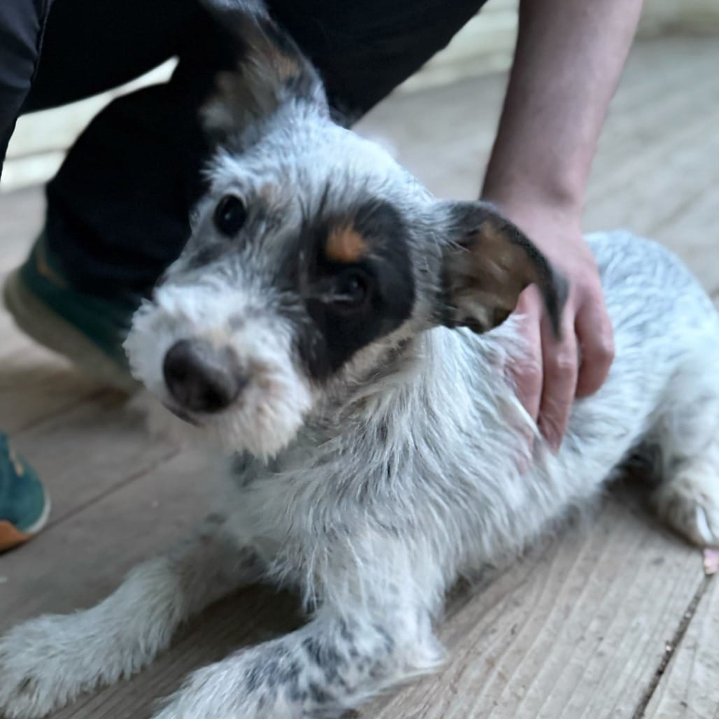 Adopt Whale Shark Today - Find Paw Pal