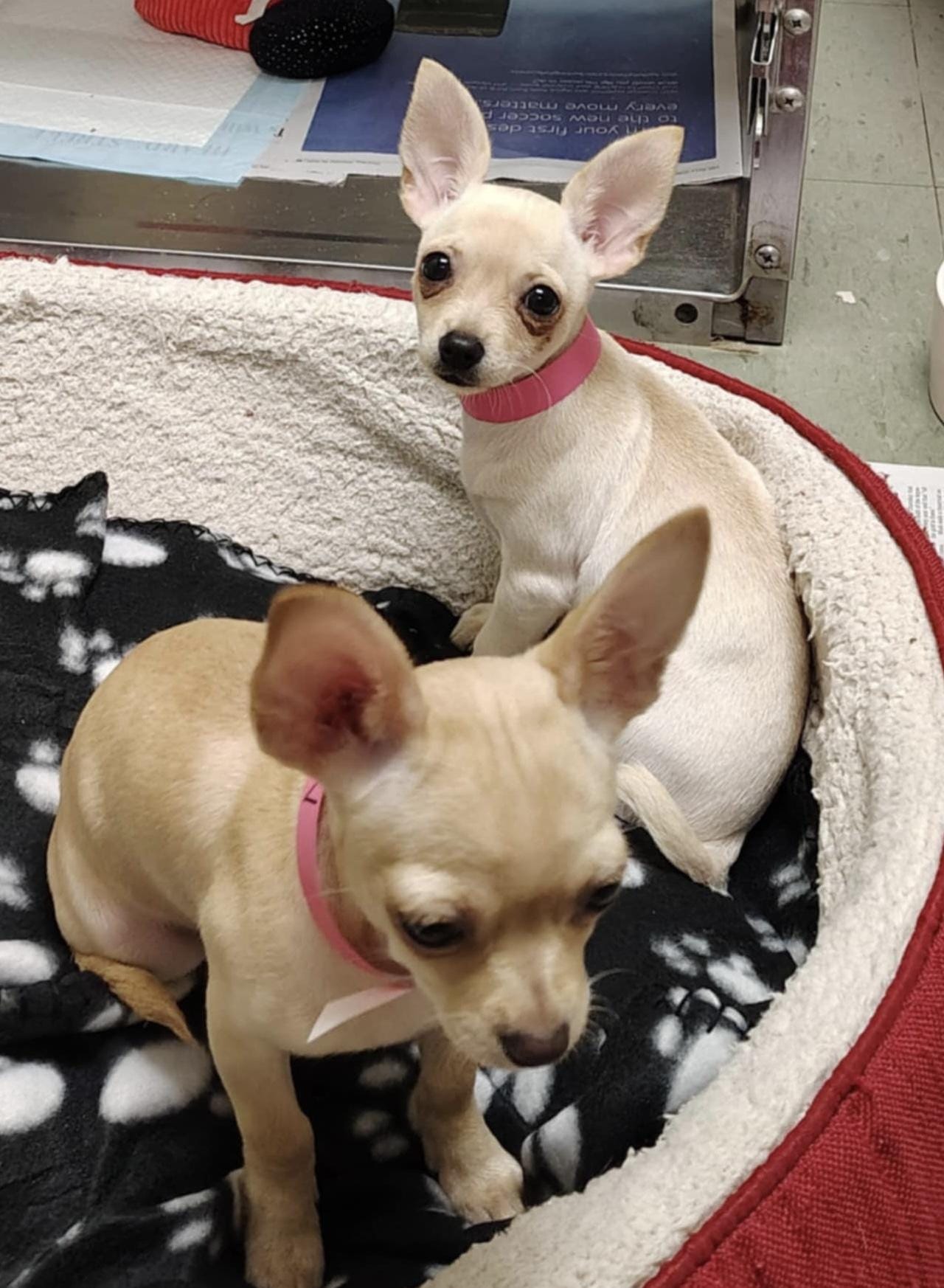 Adopt Nati and Angie (pair) Today - Find Paw Pal
