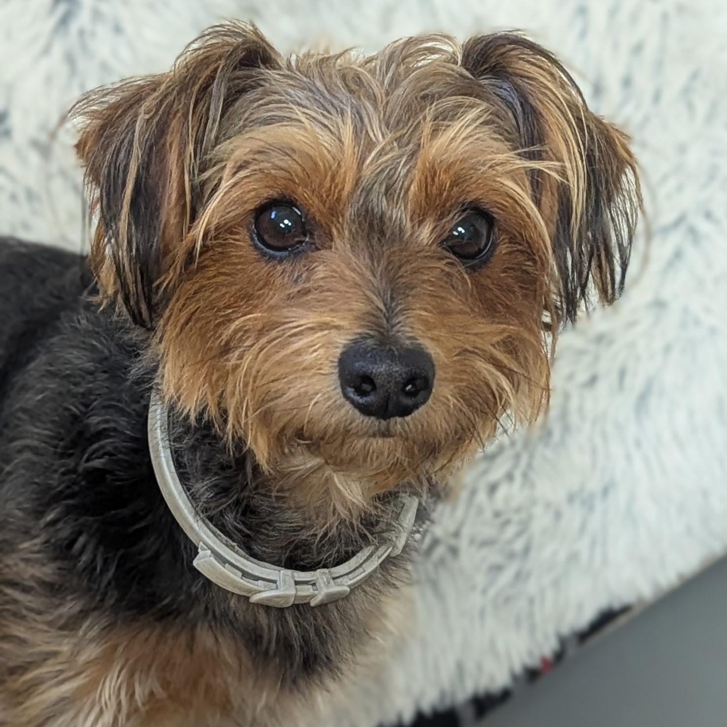 Adopt TJ Today - Find Paw Pal